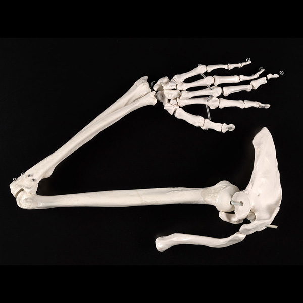 Anatomical Models | University Libraries | University of Nevada, Reno