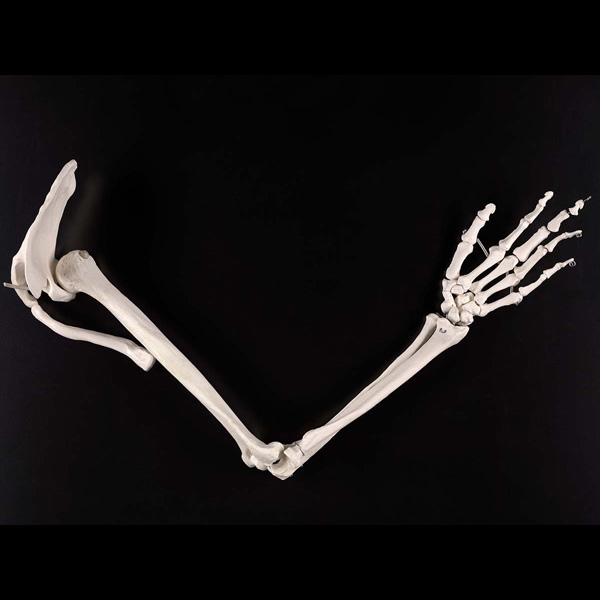 Anatomical Models | University Libraries | University of Nevada, Reno