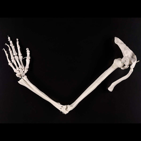 Anatomical Models | University Libraries | University of Nevada, Reno
