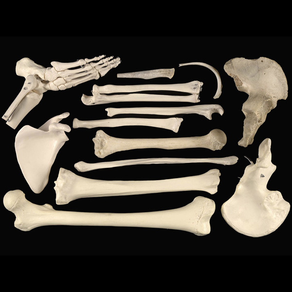 Anatomical Models | University Libraries | University of Nevada, Reno