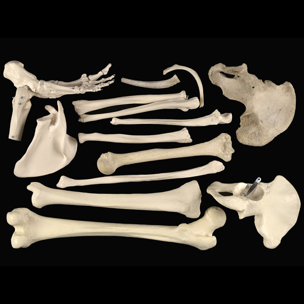 Anatomical Models | University Libraries | University of Nevada, Reno