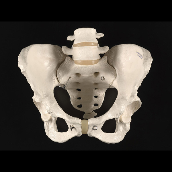 Anatomical Models | University Libraries | University of Nevada, Reno