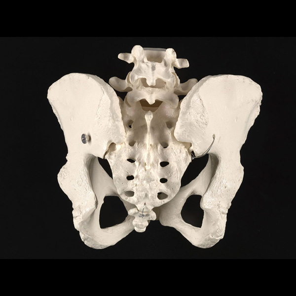 Anatomical Models | University Libraries | University of Nevada, Reno