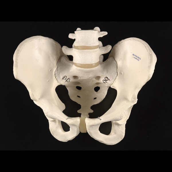 Anatomical Models | University Libraries | University of Nevada, Reno