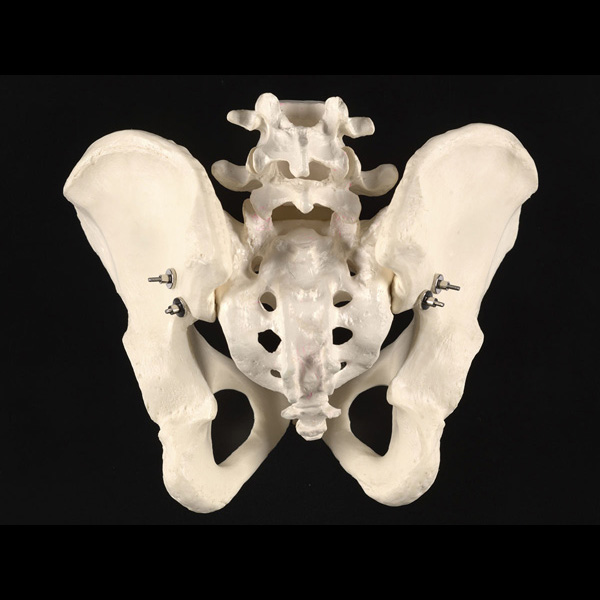 Anatomical Models | University Libraries | University of Nevada, Reno