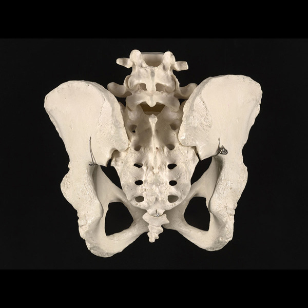 Anatomical Models | University Libraries | University of Nevada, Reno