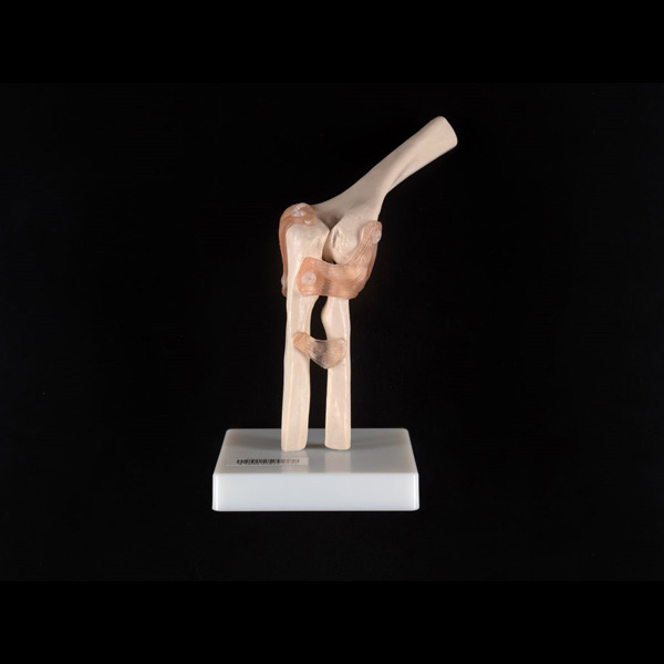 Anatomical Models | University Libraries | University of Nevada, Reno