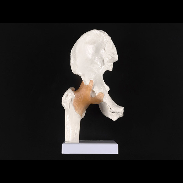 Anatomical Models | University Libraries | University of Nevada, Reno