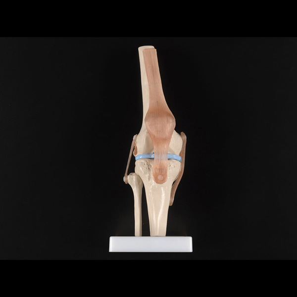 Anatomical Models | University Libraries | University of Nevada, Reno