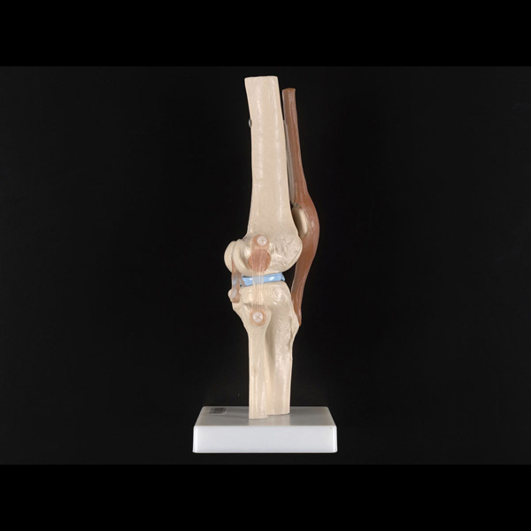 Anatomical Models | University Libraries | University of Nevada, Reno