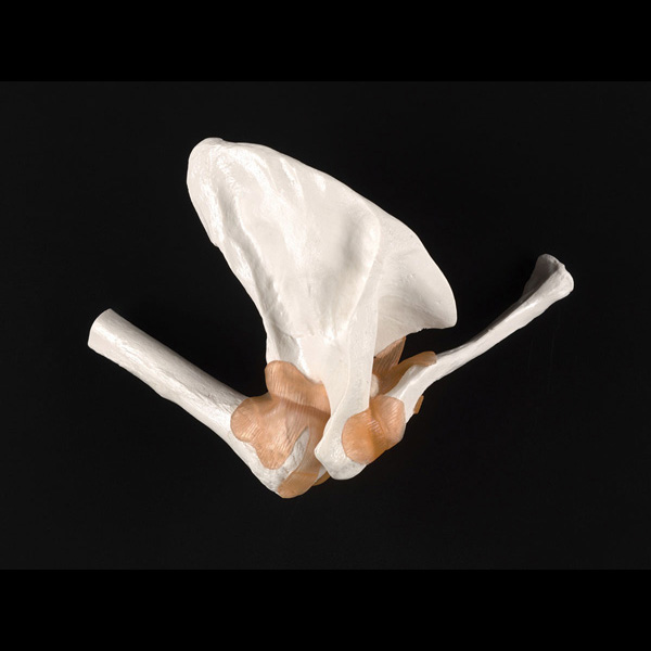 Anatomical Models | University Libraries | University of Nevada, Reno