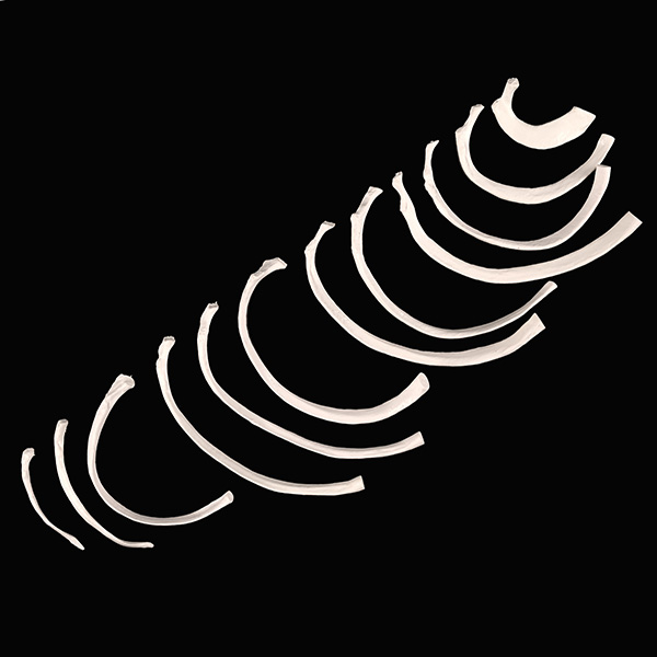 Anatomical Models | University Libraries | University of Nevada, Reno