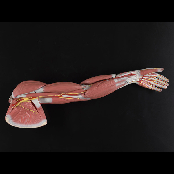 Anatomical Models | University Libraries | University of Nevada, Reno