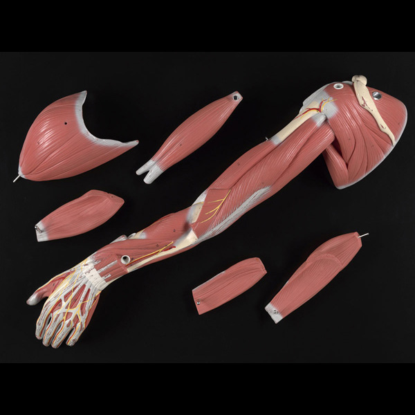 Anatomical Models | University Libraries | University of Nevada, Reno