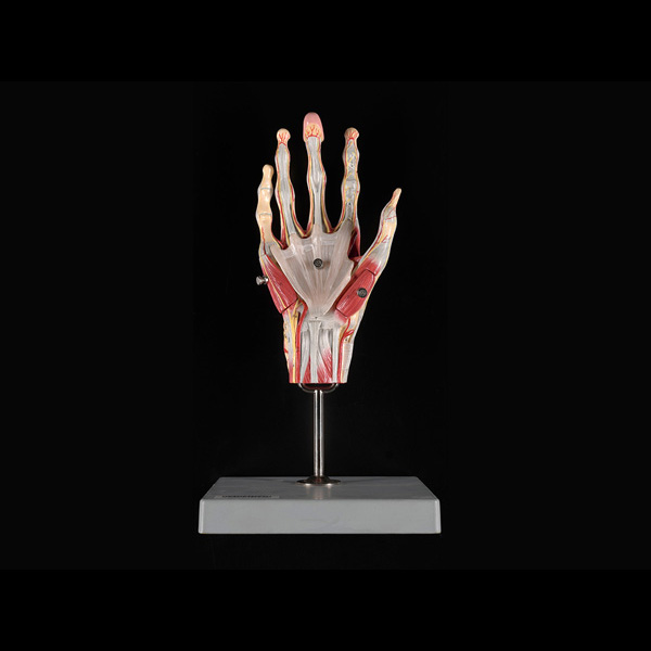 Anatomical Models | University Libraries | University of Nevada, Reno
