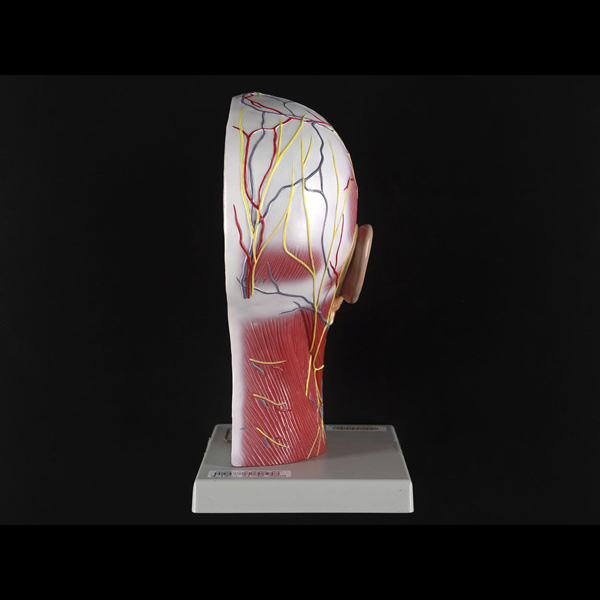 Anatomical Models | University Libraries | University of Nevada, Reno