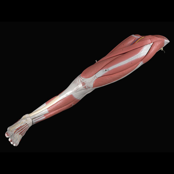 Anatomical Models | University Libraries | University of Nevada, Reno