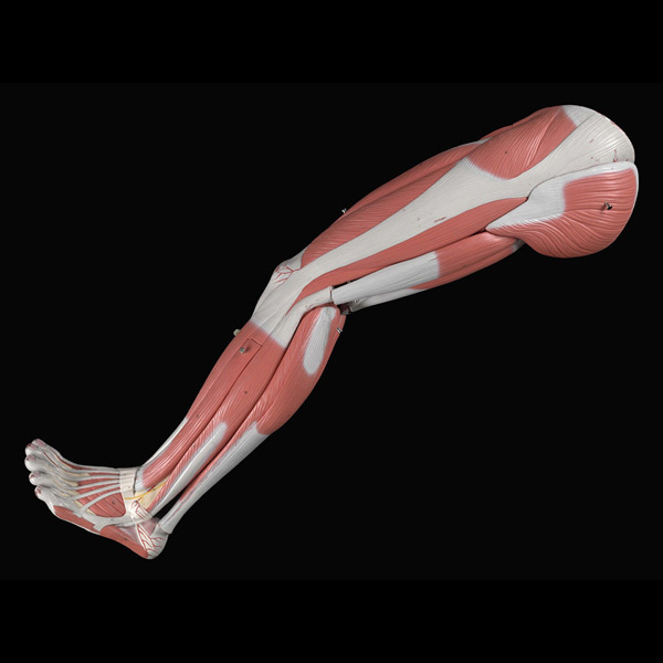 Anatomical Models | University Libraries | University of Nevada, Reno