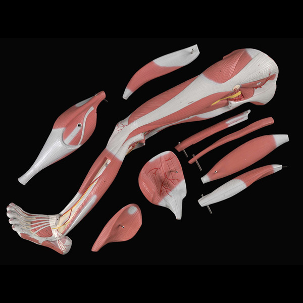 Anatomical Models | University Libraries | University of Nevada, Reno