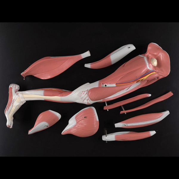 Anatomical Models | University Libraries | University of Nevada, Reno