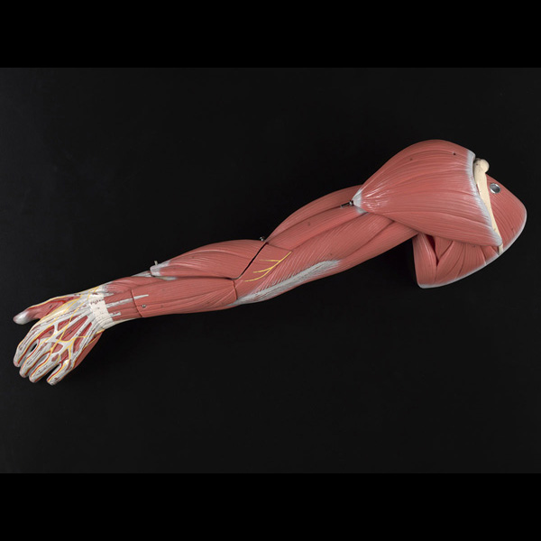 Anatomical Models | University Libraries | University of Nevada, Reno