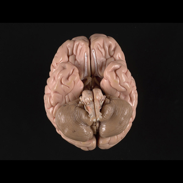 Anatomical Models | University Libraries | University of Nevada, Reno