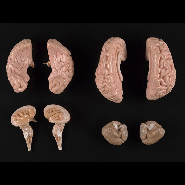 Anatomical Models | University Libraries | University of Nevada, Reno