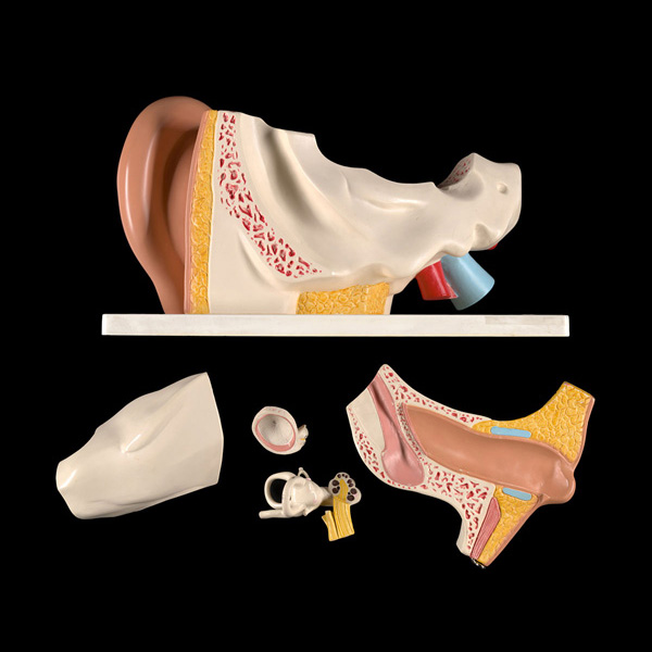 Anatomical Models | University Libraries | University of Nevada, Reno