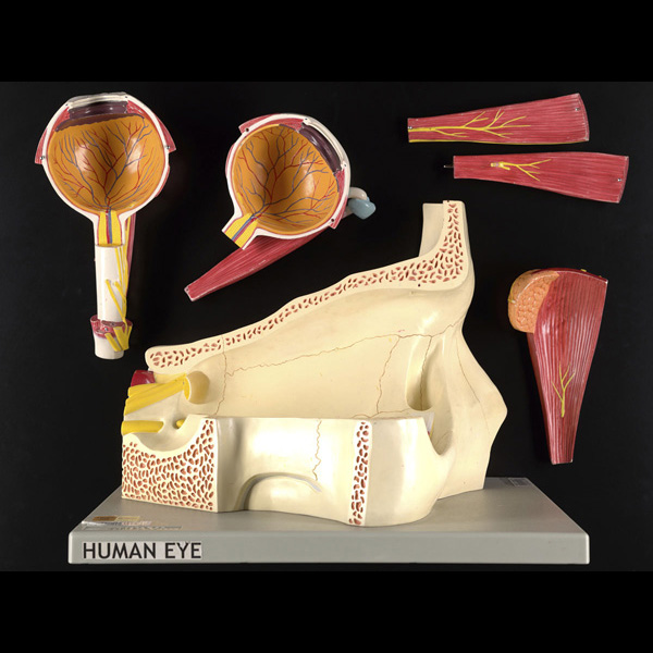 Anatomical Models | University Libraries | University of Nevada, Reno