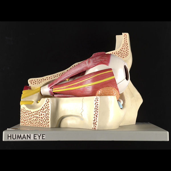 Anatomical Models | University Libraries | University of Nevada, Reno