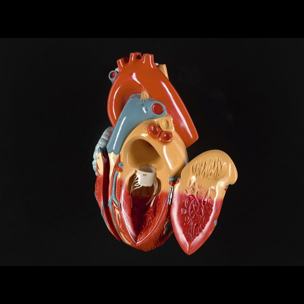 Anatomical Models | University Libraries | University of Nevada, Reno