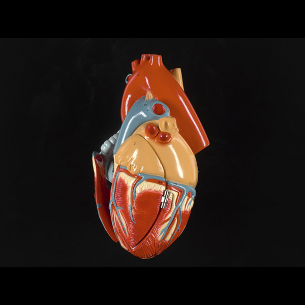 Anatomical Models | University Libraries | University of Nevada, Reno