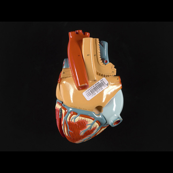 Anatomical Models | University Libraries | University of Nevada, Reno