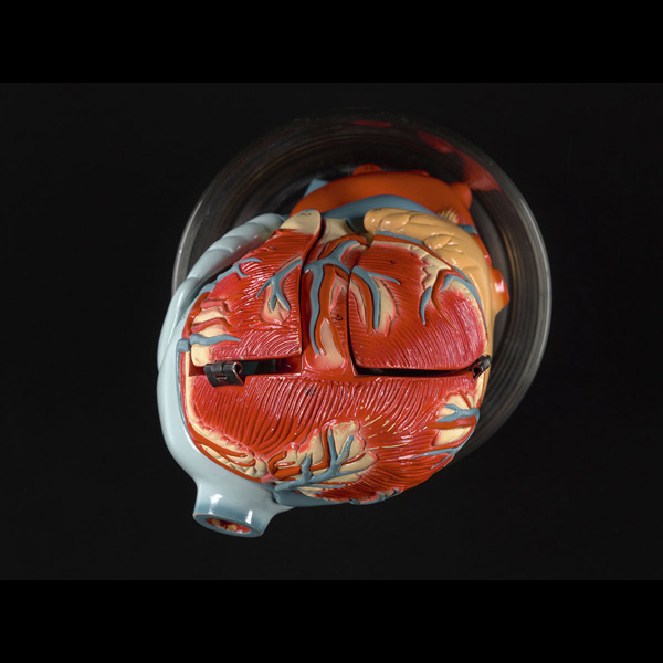 Anatomical Models | University Libraries | University of Nevada, Reno