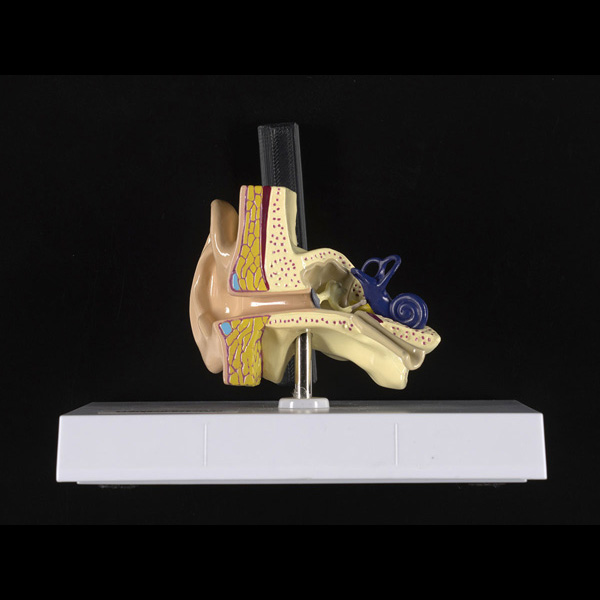 Anatomical Models | University Libraries | University of Nevada, Reno