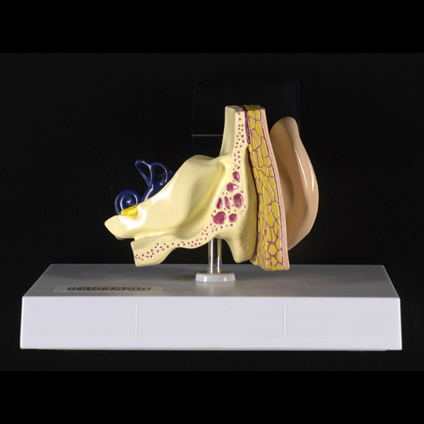 Anatomical Models | University Libraries | University of Nevada, Reno