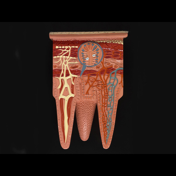 Anatomical Models | University Libraries | University of Nevada, Reno