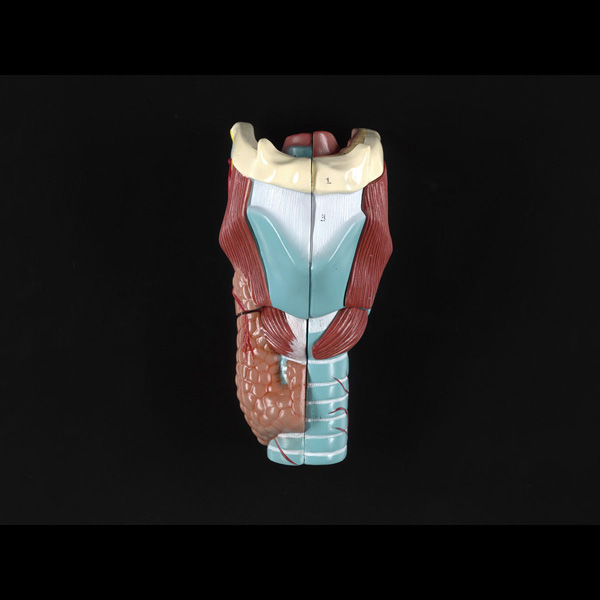 Anatomical Models | University Libraries | University of Nevada, Reno
