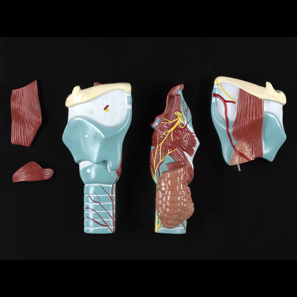 Anatomical Models | University Libraries | University of Nevada, Reno