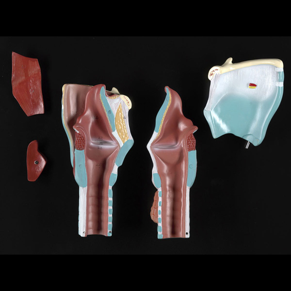 Anatomical Models | University Libraries | University of Nevada, Reno