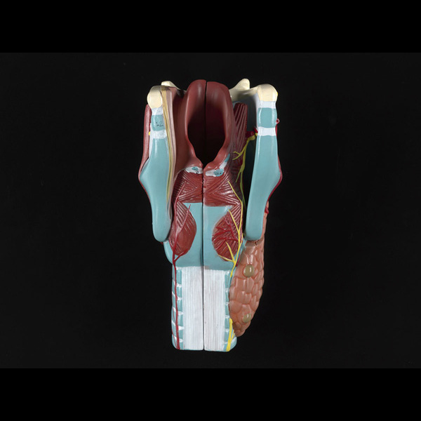 Anatomical Models | University Libraries | University of Nevada, Reno