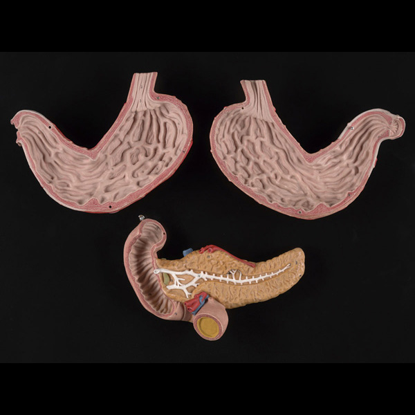 Anatomical Models | University Libraries | University of Nevada, Reno