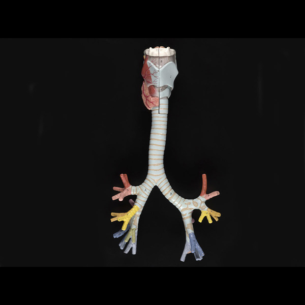 Anatomical Models | University Libraries | University of Nevada, Reno