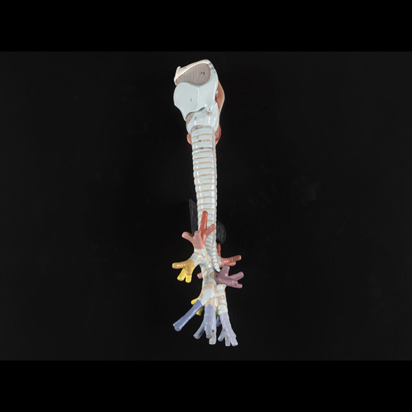 Anatomical Models | University Libraries | University of Nevada, Reno