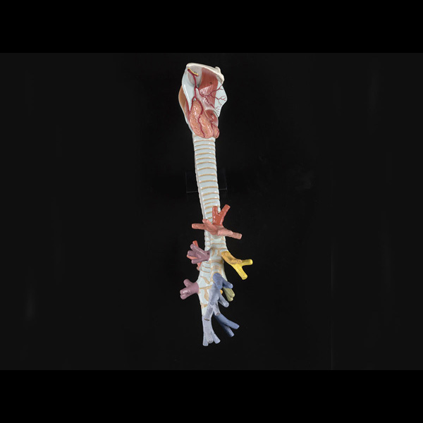 Anatomical Models | University Libraries | University of Nevada, Reno