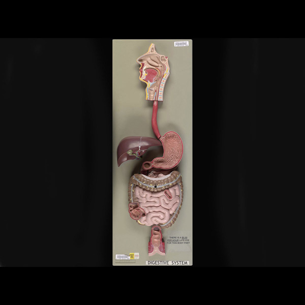 Anatomical Models | University Libraries | University of Nevada, Reno