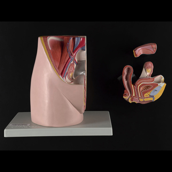 Anatomical Models | University Libraries | University of Nevada, Reno