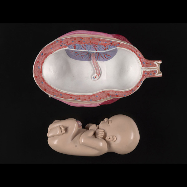 Anatomical Models | University Libraries | University of Nevada, Reno