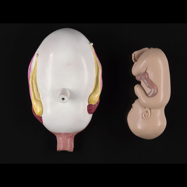 Anatomical Models | University Libraries | University of Nevada, Reno