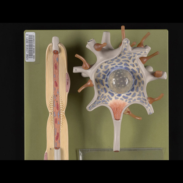 Anatomical Models | University Libraries | University of Nevada, Reno